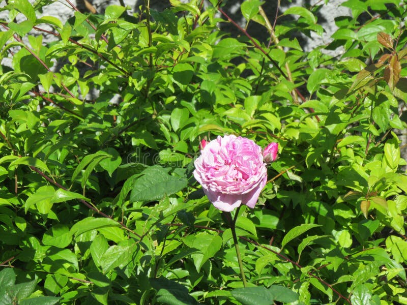 The Rose stock photo. Image of blooms, colors, bloom - 91996342