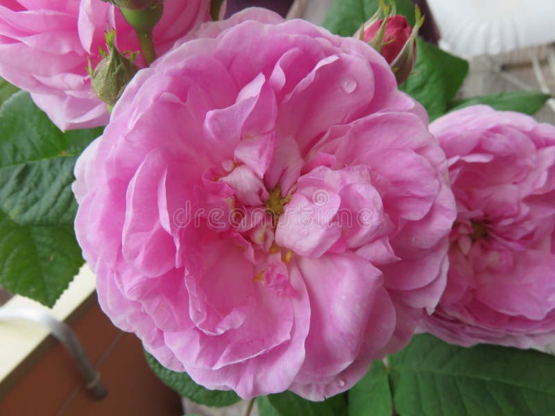 The Rose stock image. Image of blooms, roses, faces, divided - 91997081