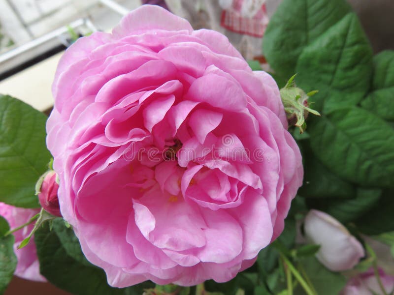 The Rose stock photo. Image of ancient, rose, bloom, blooms - 91997106