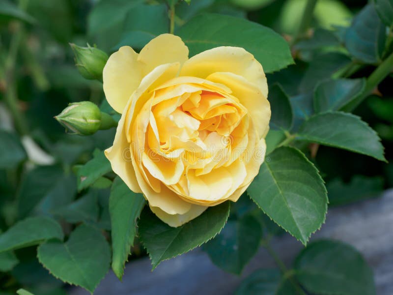 Rose in Japan stock photo. Image of plant, space, environment - 124982140