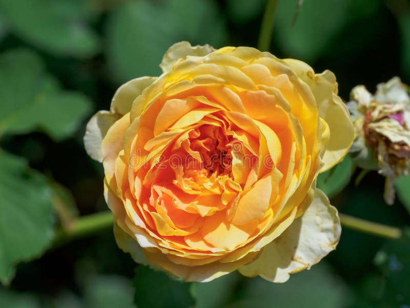 Rose in Japan stock photo. Image of flowerbed, copy - 124982164