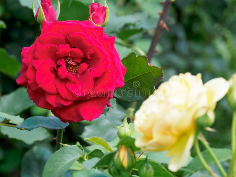 Rose in Japan stock photo. Image of gardening, flower - 124982168