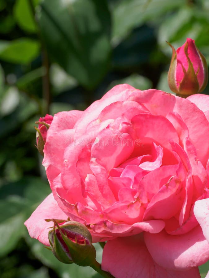 Rose in Japan stock photo. Image of flowerbed, japan - 124982176