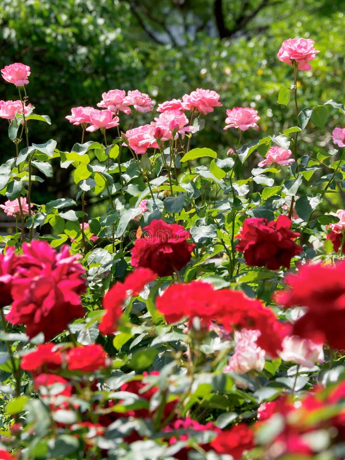 Rose in Japan stock image. Image of japan, landscape - 124982181