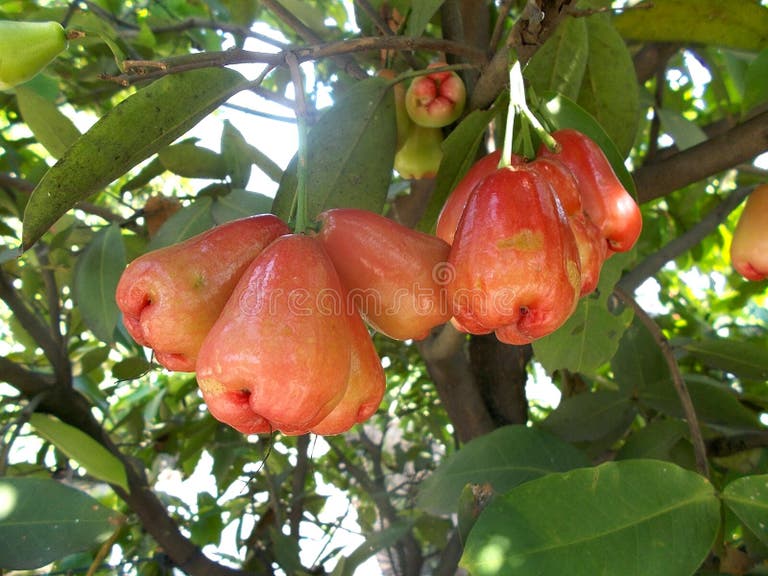 Rose java apples fruits stock photo. Image of edible - 99746468