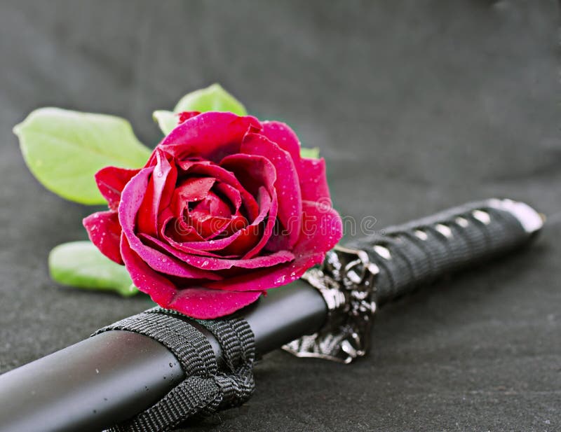 Katana Red Rose Stock Images - Download 8 Royalty Free Photos
