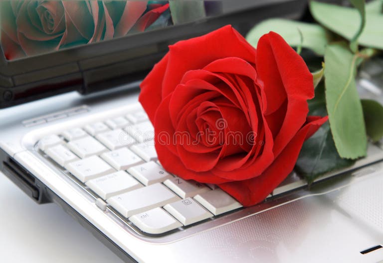 Rose on the keyboard stock image. Image of screen, electronics - 10261871