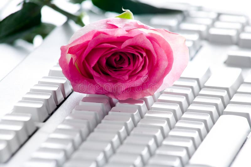 Rose on keyboard stock photo. Image of device, focus, button - 8372166