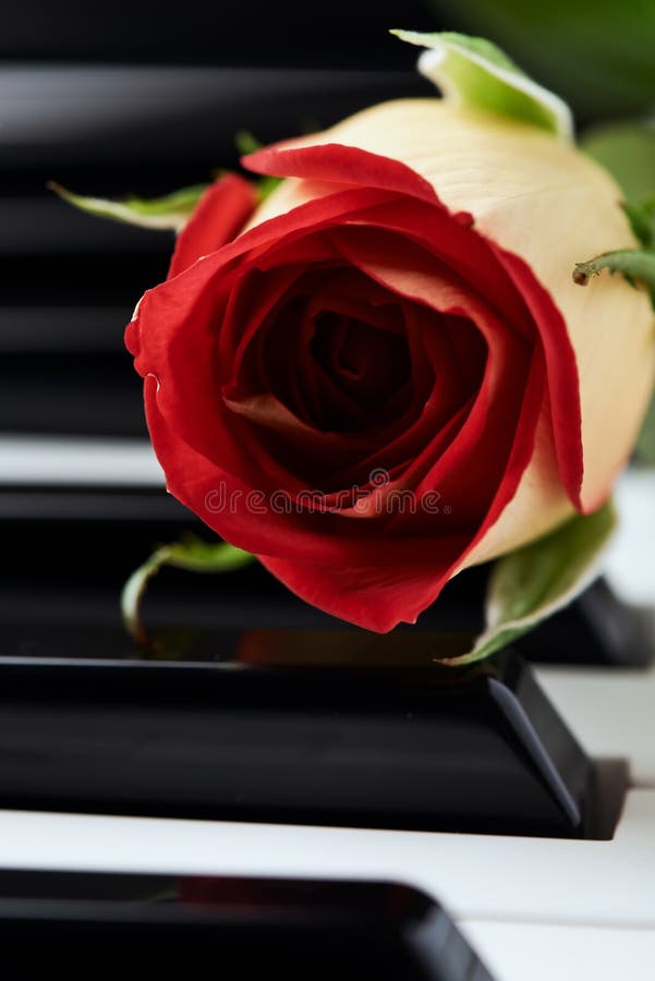 Rose on the keyboard. stock photo. Image of close, instrumental - 331632556