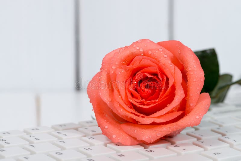Rose on the keyboard stock image. Image of love, floral - 55442669
