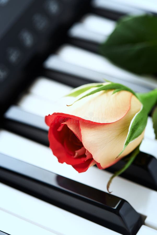Rose on the keyboard. stock image. Image of instrumental - 335364357
