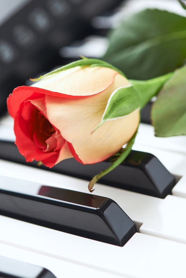 Rose on the keyboard. stock photo. Image of object, music - 335537886