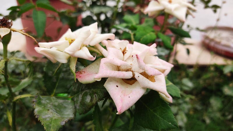 Rose, king of the flowers stock image. Image of rose - 221992771