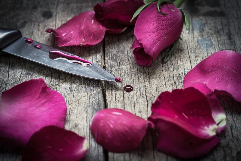 Rose knife stock photo. Image of romantic, blossom, nature - 71178656