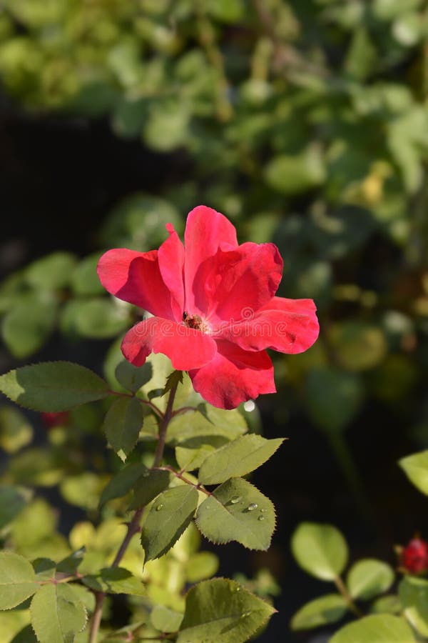 Rose Knock Out stock photo. Image of knock, radrazz - 203223416