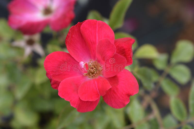 Rose Knock Out stock image. Image of green, spring, garden - 228937959