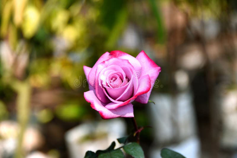 Rose - La flor del amor imagen de archivo. Imagen de flor - 159084239