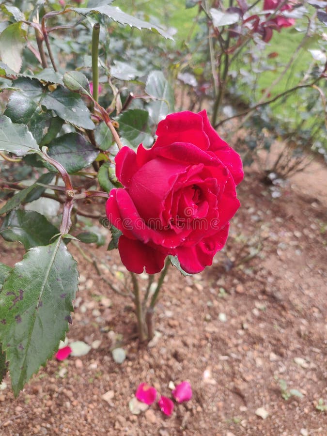 Rose for the lady stock photo. Image of lady, bouquet - 184806196