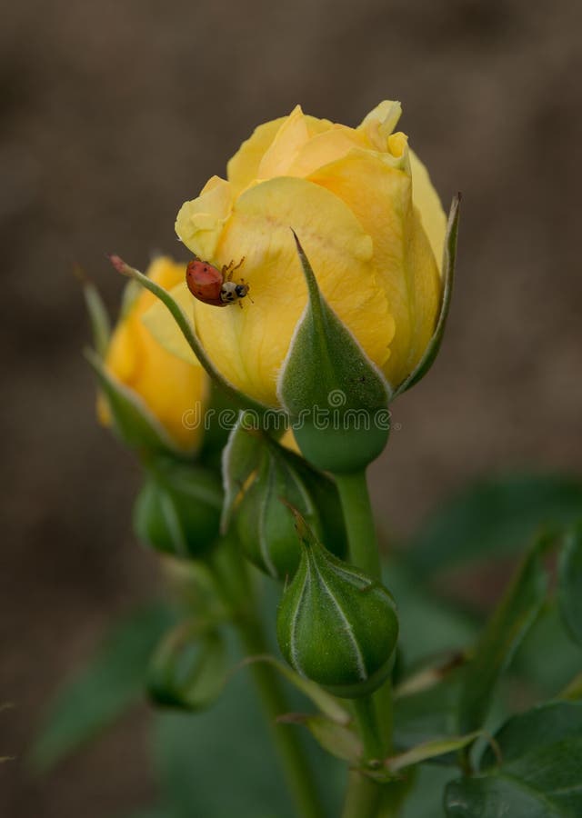 Rose and Ladybug stock image. Image of stem, flowers - 39892909