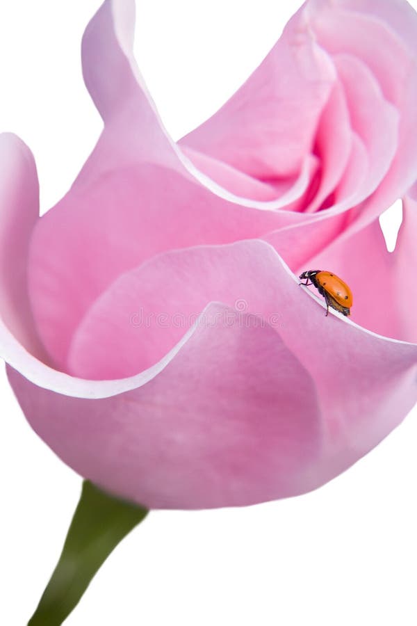 Rose with ladybug stock photo. Image of soft, nature - 58237154