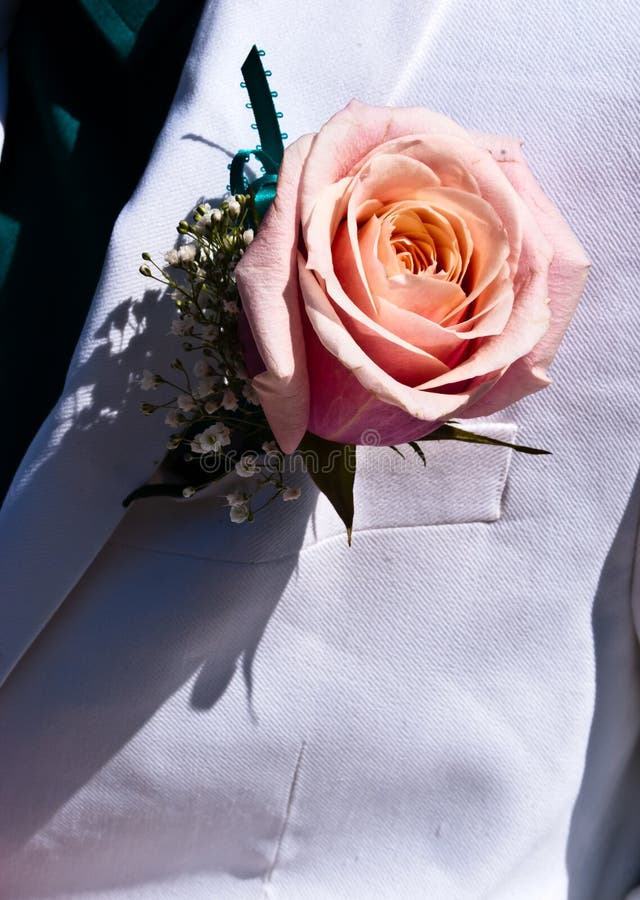 Rose Lapel stock photo. Image of lapel, accessories, plant - 49753832