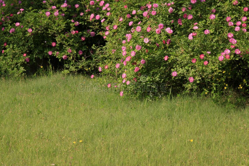 Rose in the lawn stock photo. Image of leaves, vine - 216386046