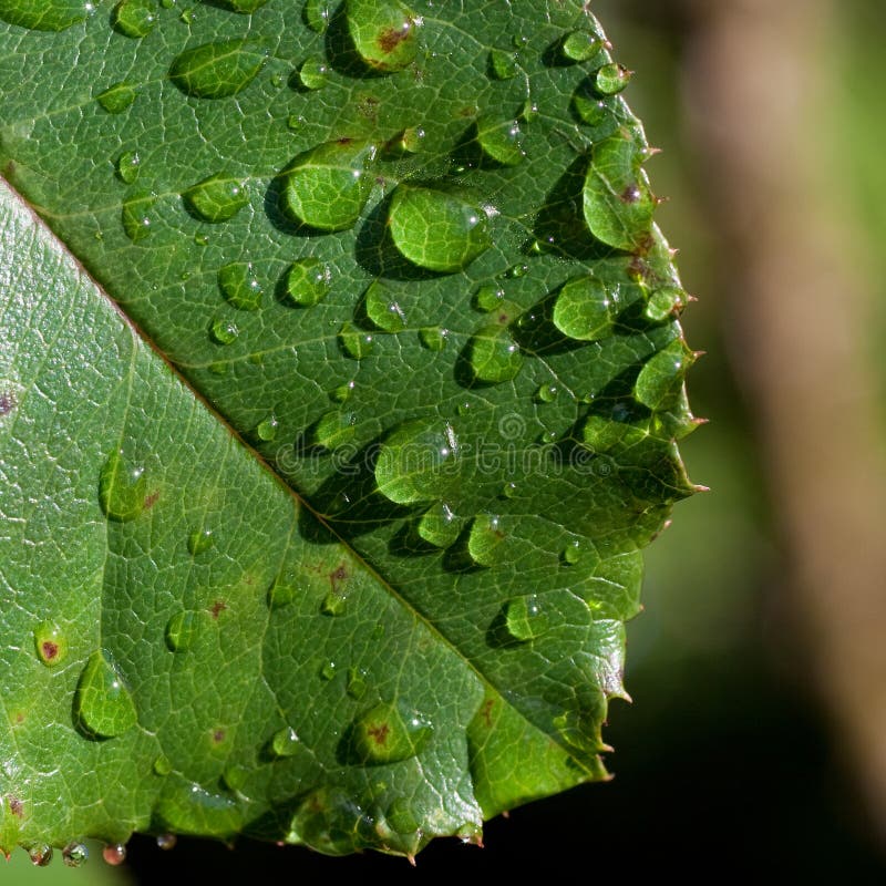 Rose leaf stock photo. Image of flowers, botany, water - 17228204