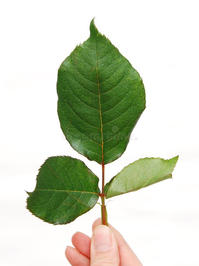 Rose leaf stock image. Image of valentine, gift, plant - 22935999