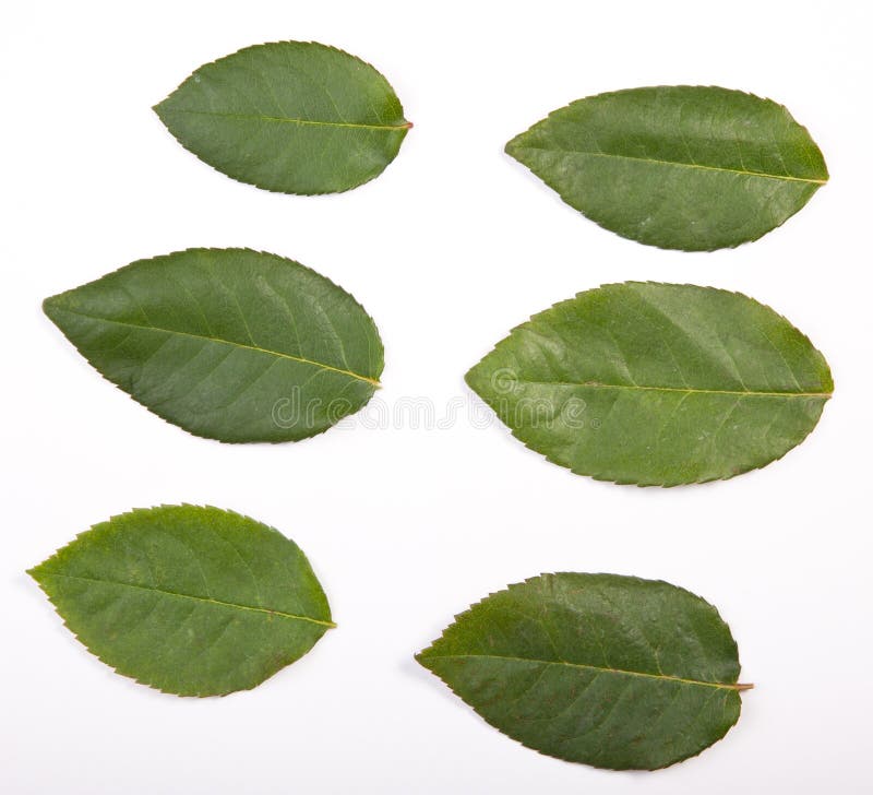 Rose leaf stock image. Image of valentine, gift, plant - 22935999