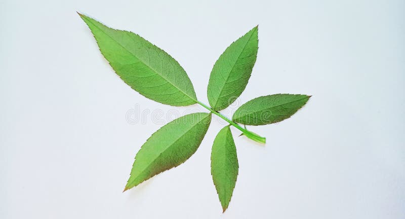 Rose leaf back side stock image. Image of rose, background - 291096141