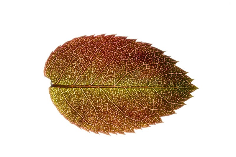 Rose Leaf Backlit on Isolated White Background. Vein Leaf. Stock Photo ...