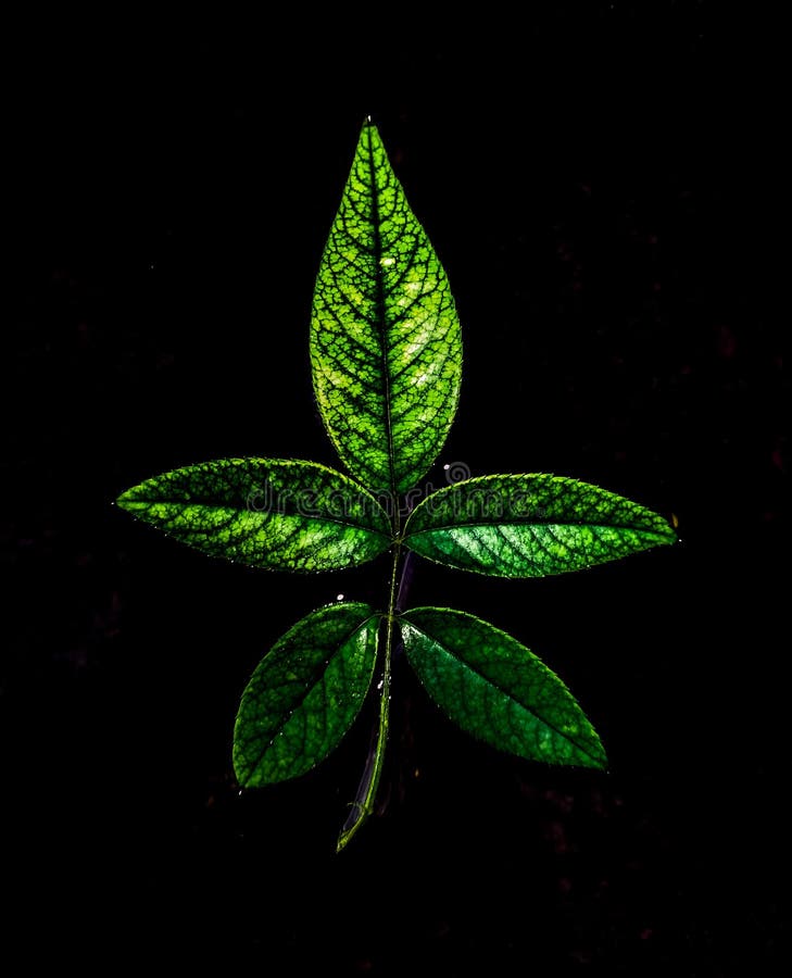 Rose Leaf Compound Five Petal Isolated in Black Background Stock ...