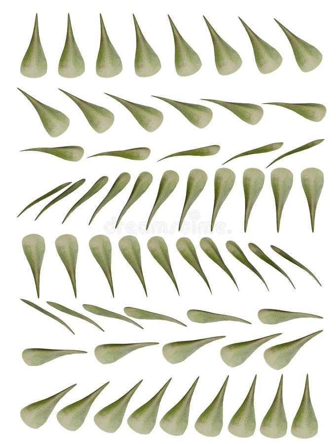 Rose Leaf 3d Rotation Sequence Stock Photo - Image of spin, sequence ...