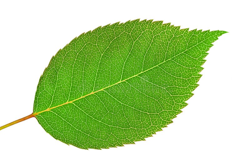 Rose leaf stock image. Image of leaf, background, abstract - 31125617