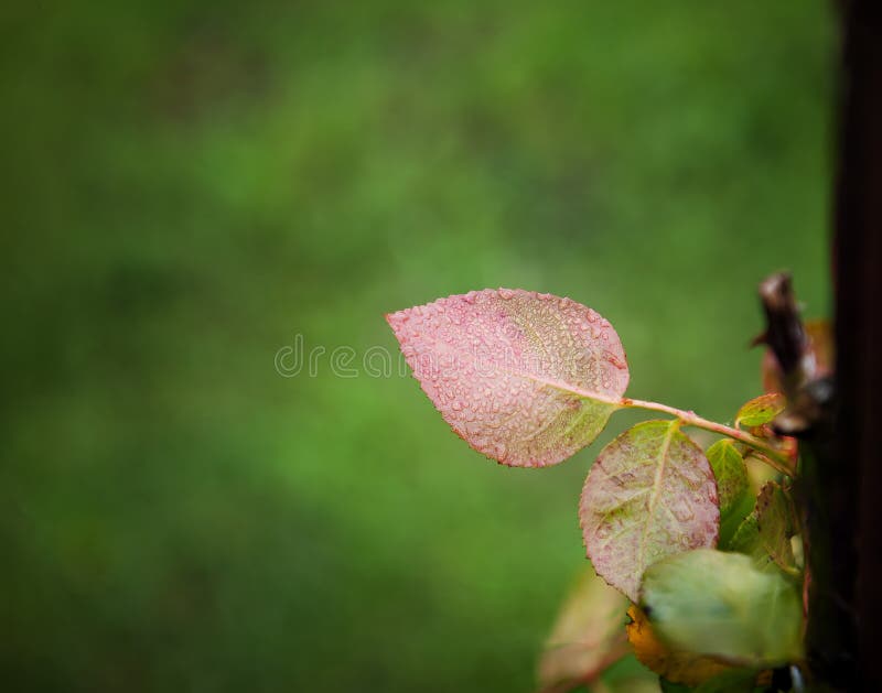 Rose Leaf Texture Stock Photos - Download 38,323 Royalty Free Photos