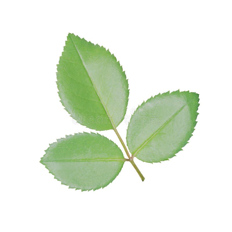 Rose leaf isolate on white stock image. Image of bloom - 97647343