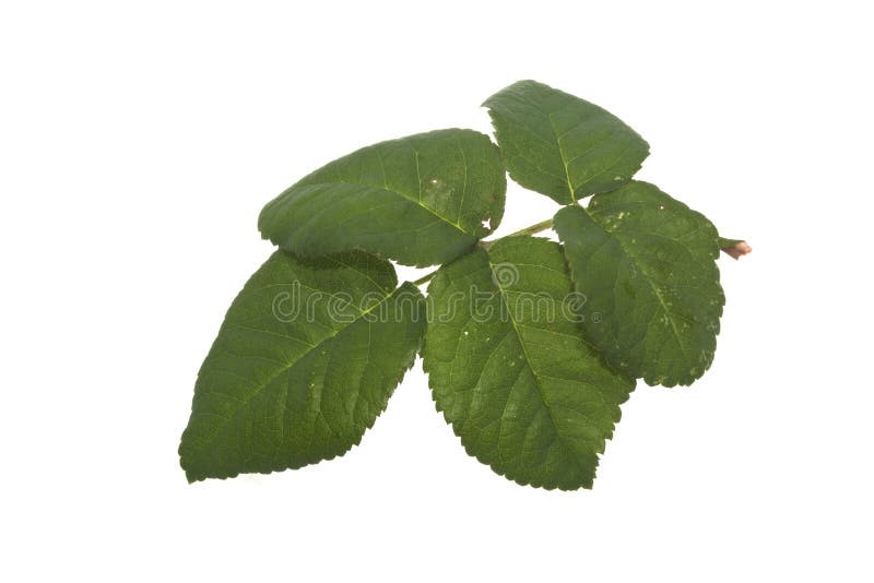 Rose Leaf Isolated on White Background Stock Photo - Image of ...