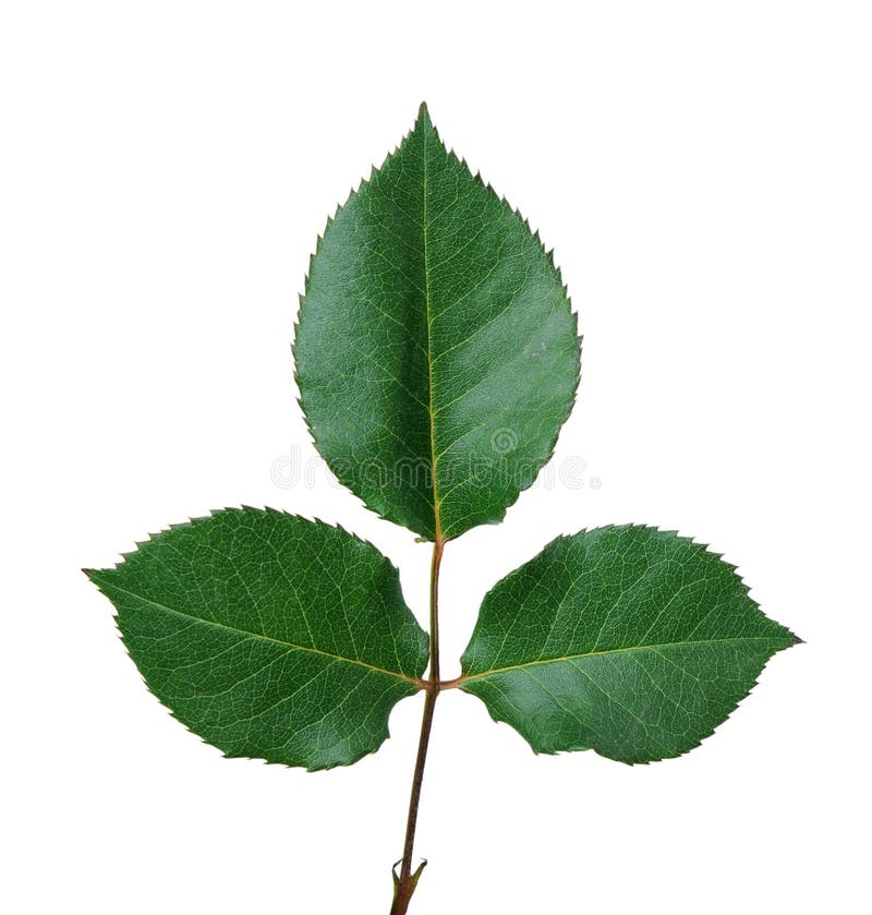 Rose leaf stock image. Image of background, element, fresh - 35031819