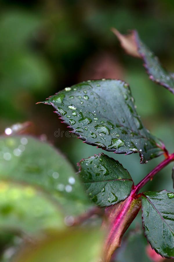 Rose Leaf after the Rain. Raindrops on a Green Leaf Stock Photo - Image ...