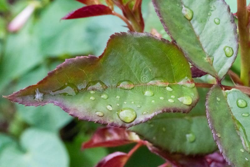 Rose Leaf with Raindrops Macro Stock Photo - Image of summer, raindrop ...