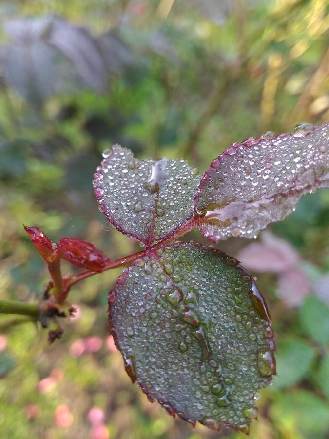 Rose leaf stock photo. Image of rose, leaf, tree, garden - 106459270