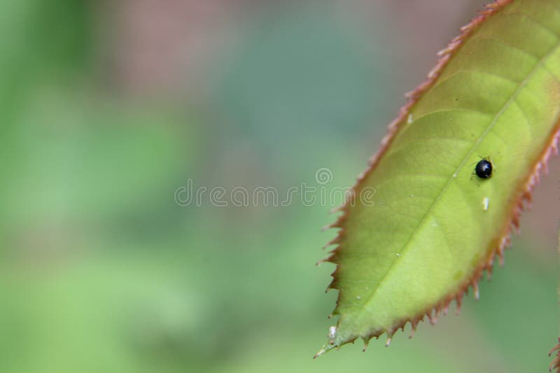 Rose Leaf with Very Small Black Beetle Stock Photo - Image of abstract ...
