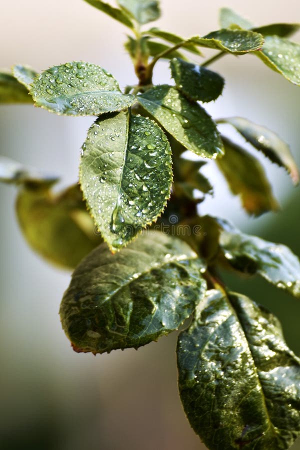 Rose leafs stock image. Image of backyard, gardening - 93145635
