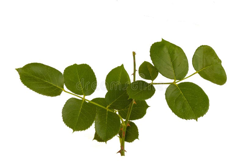 Rose leafs stock photo. Image of invitation, card, nature - 149926838