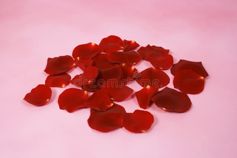 Rose Leaves Free Stock Photos & Pictures, Rose Leaves Royalty-Free and ...