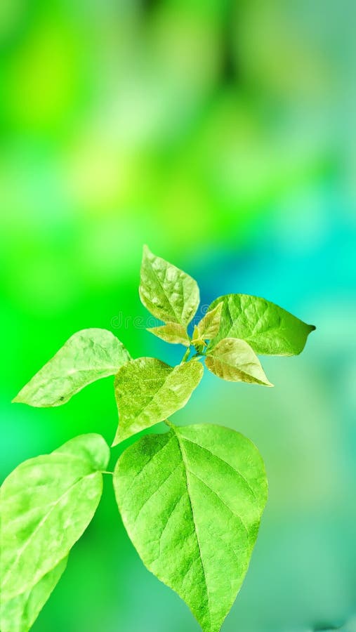 Fypp Stock Photos - Free & Royalty-Free Stock Photos from Dreamstime