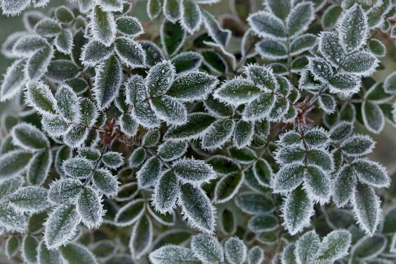 Rose Leaves in the frost. stock image. Image of autumn - 62635535