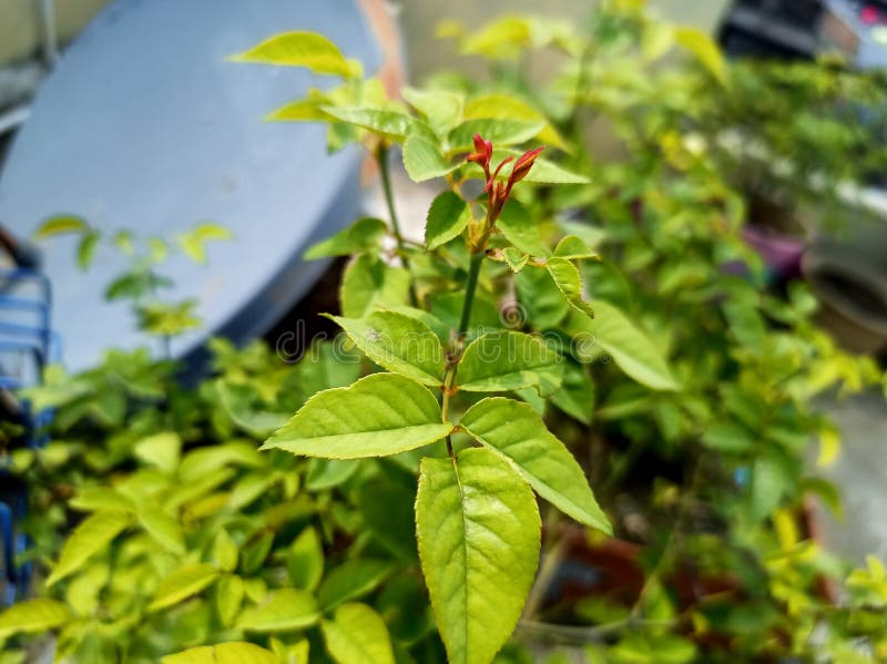 Rose leaves are growing. stock image. Image of branch - 224997421