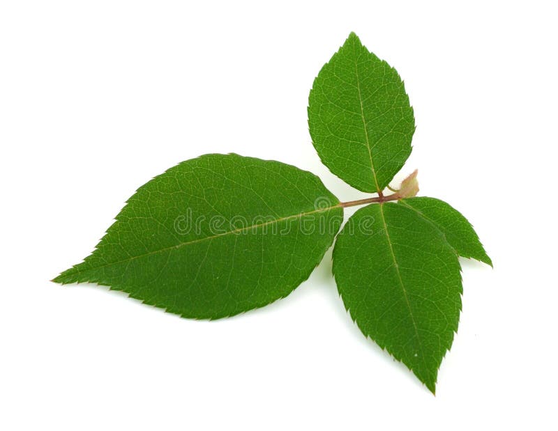 Rose leaves stock photo. Image of branch, vegetable - 273734098