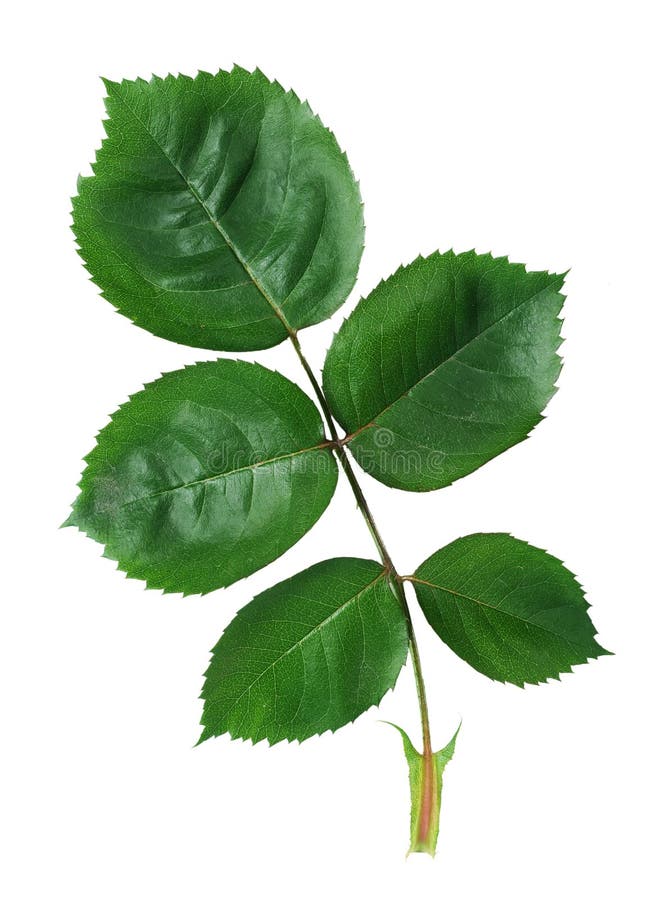 Rose leaves stock image. Image of leaf, vein, background - 42403029